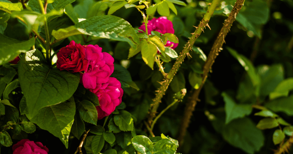 A Court of Thorns and Roses Book Series Order | Fictionary